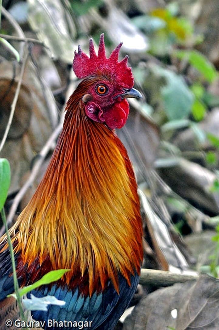 Gallina Castellana Negra: Gallus Gallus, Gallus Bankiva