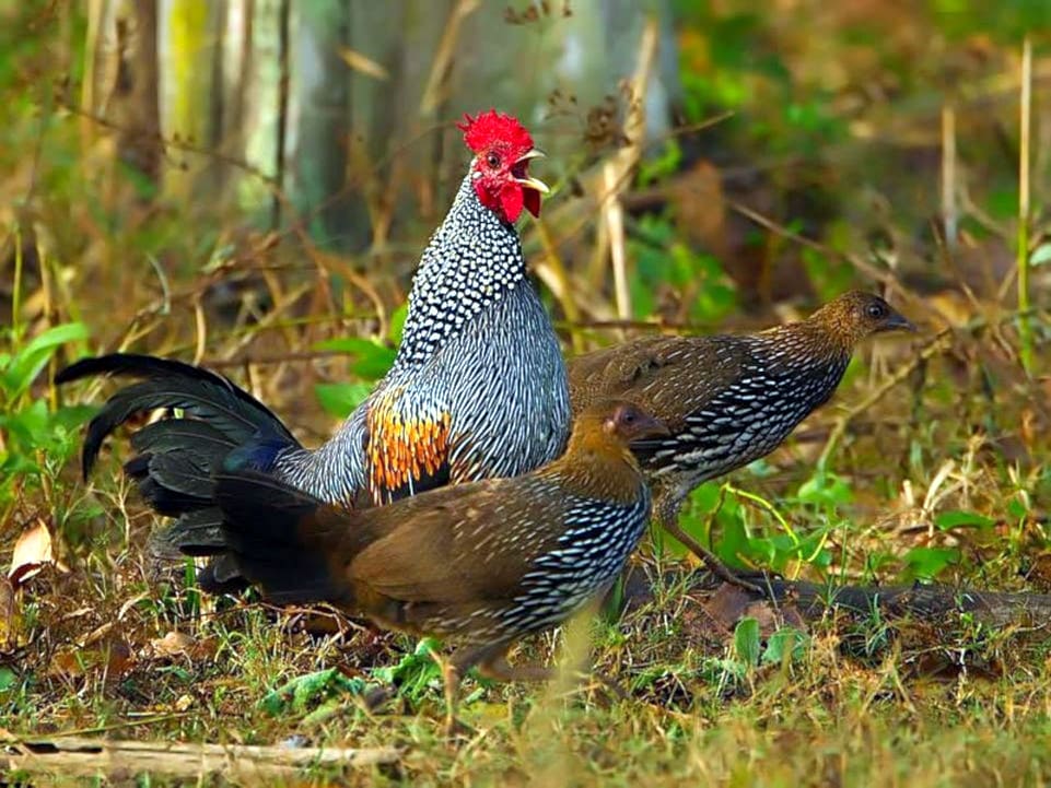 Gallina Castellana Negra: Gallus Sonneratii