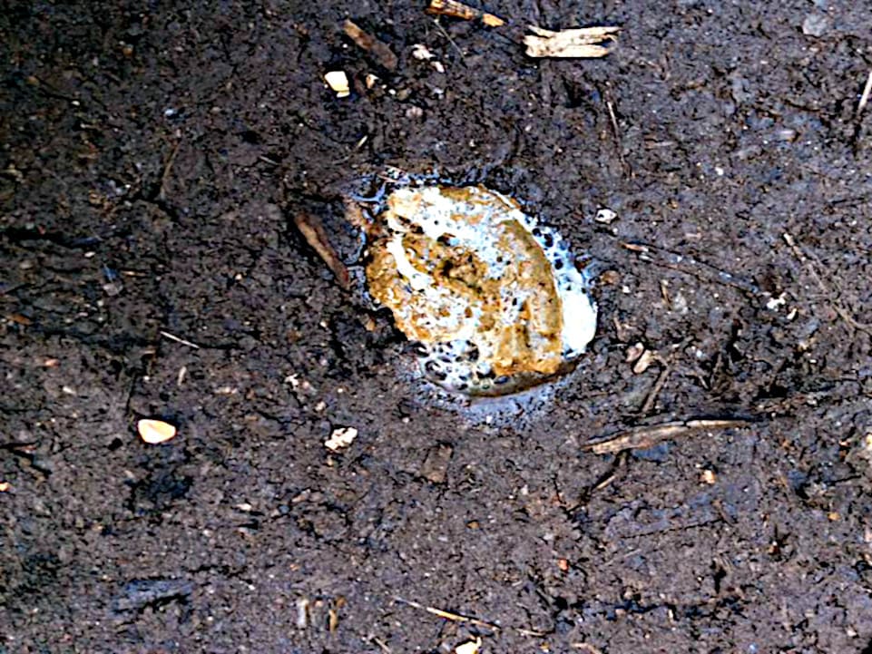Gallina Castellana Negra: Cacas, Colores, Formas, Su Explicación