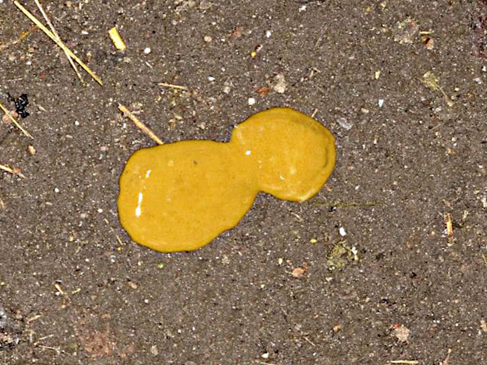 Gallina Castellana Negra: Cacas, Colores, Formas, Su Explicación