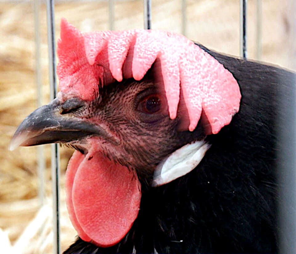 Gallina Castellana Negra: Cara Gallina Castellana