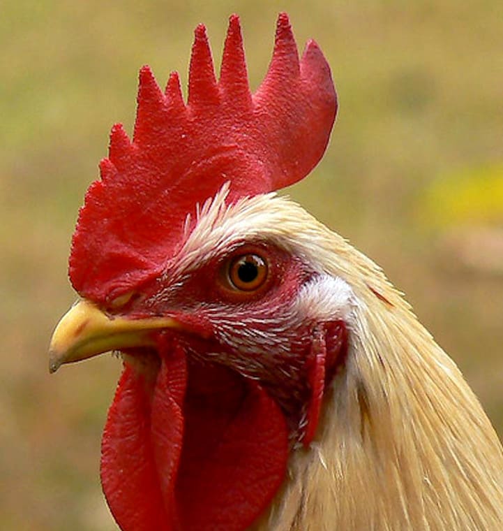 Gallina Castellana Negra: Tipos De Crestas, Peines En Gallos