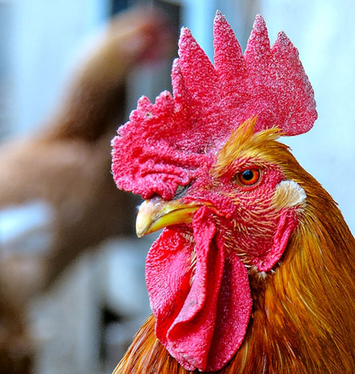 Gallina Castellana Negra: Tipos De Crestas, Peines En Gallos