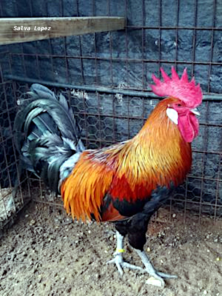 Gallina Castellana Negra: Gallinas. Razas Españolas Aviares