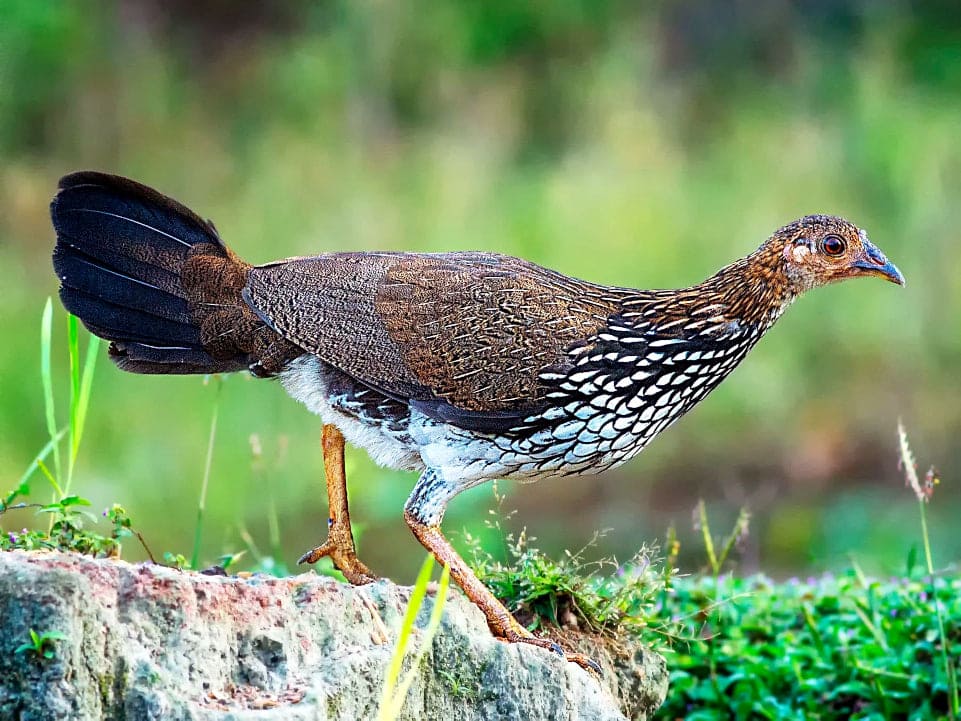 Gallina Castellana Negra: Gallus Sonneratii