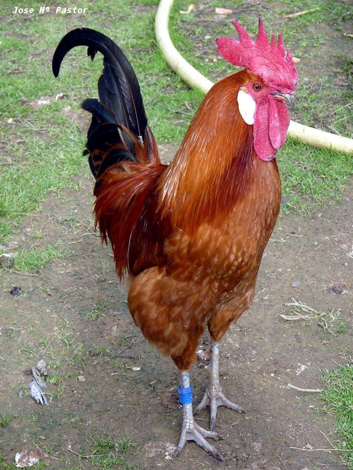 Gallina Castellana Negra: Gallina Catalana Del Prat