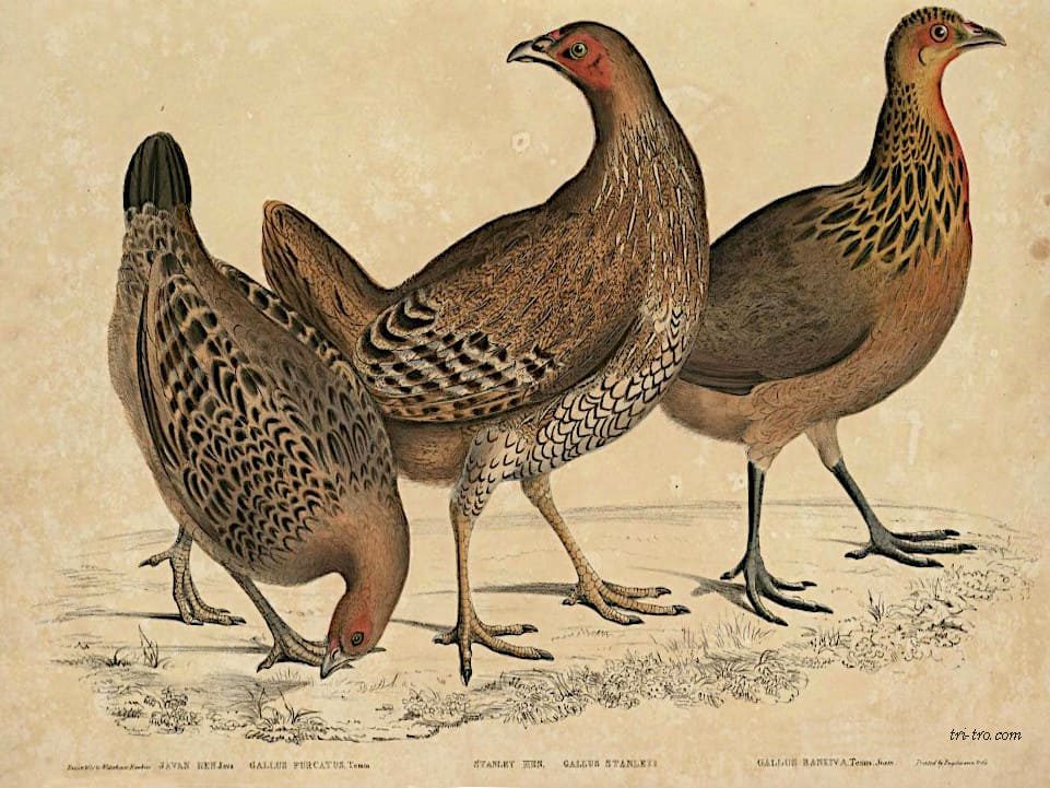 Gallina Castellana Negra: Origen Del Gallo Castellano Negro