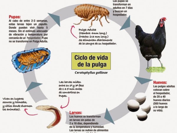 Gallina Castellana Negra: Pulgas De Las Gallinas