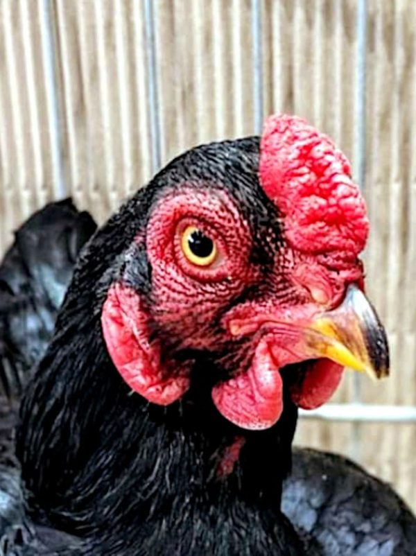 Gallina Castellana Negra: Tipos De Crestas, Peines En Gallos