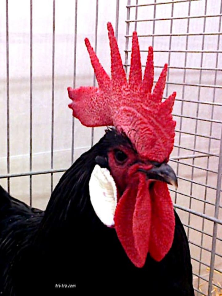 Gallina Castellana Negra: Tipos De Crestas, Peines En Gallos