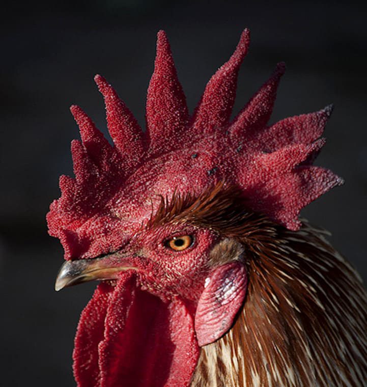 Gallina Castellana Negra: Tipos De Crestas, Peines En Gallos
