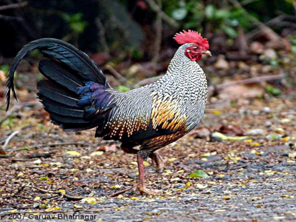 Gallina Castellana Negra: Gallus Sonneratii