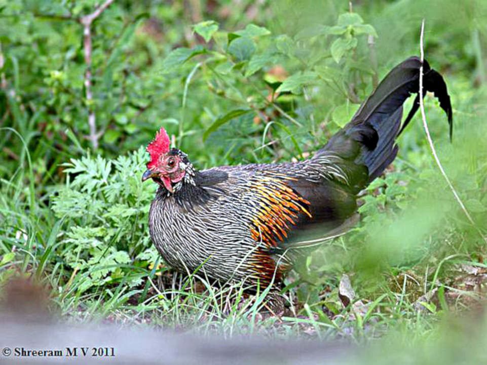 Gallina Castellana Negra: Gallus Sonneratii