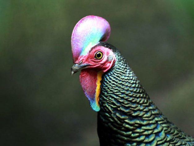 Gallina Castellana Negra: Gallus Varius