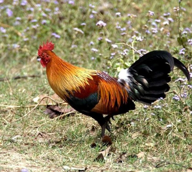 Gallina Castellana Negra: Gallus Gallus, Gallus Bankiva