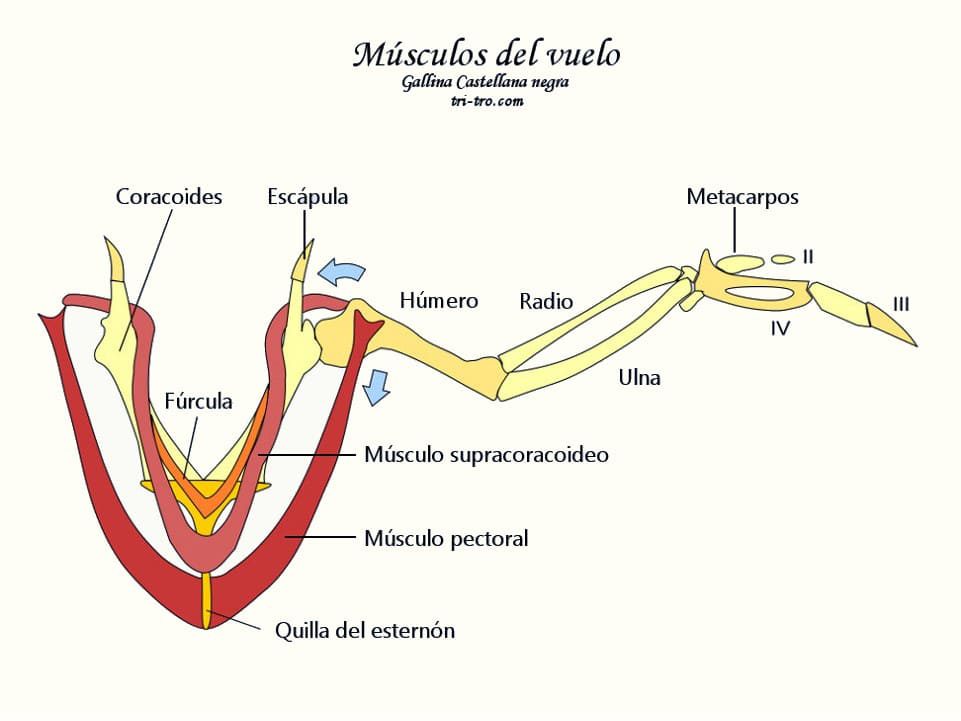 Gallina Castellana Negra: Sistema Muscular Gallina