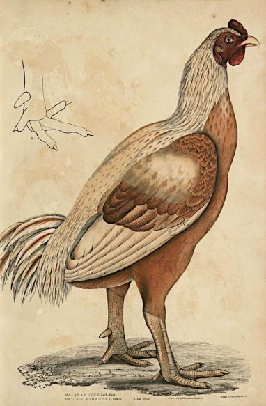 Gallina Castellana Negra: Origen Del Gallo Castellano Negro