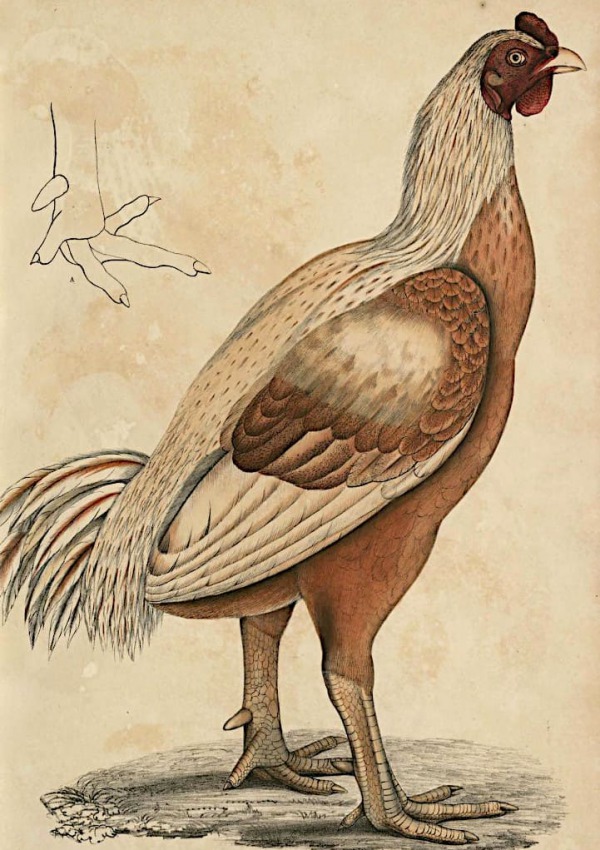 Gallina Castellana Negra: Origen Del Gallo Castellano Negro