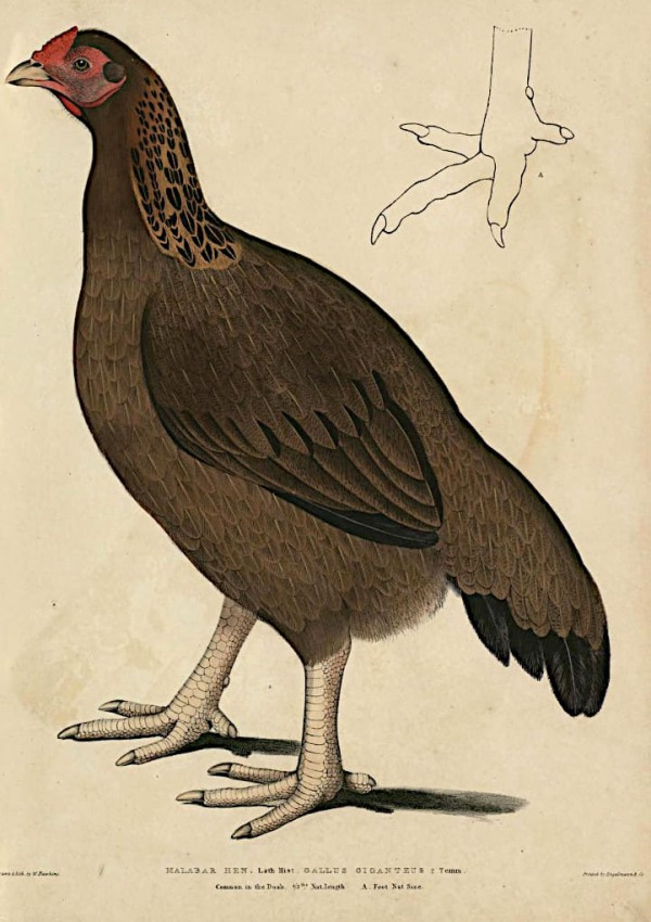 Gallina Castellana Negra: Origen Del Gallo Castellano Negro