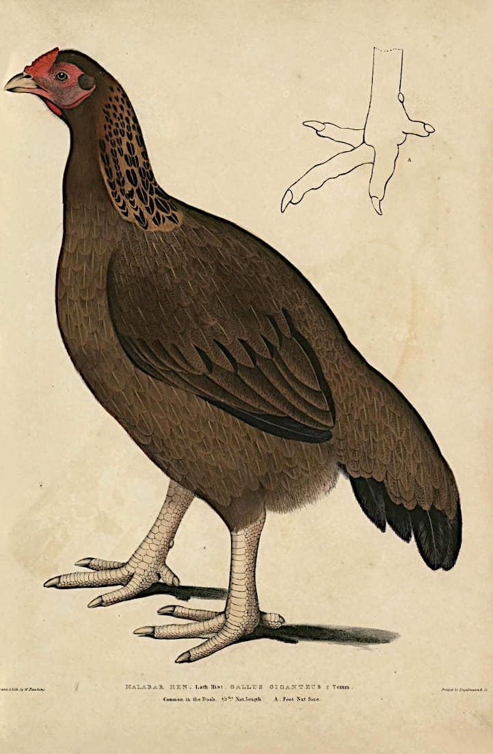 Gallina Castellana Negra: Origen Del Gallo Castellano Negro