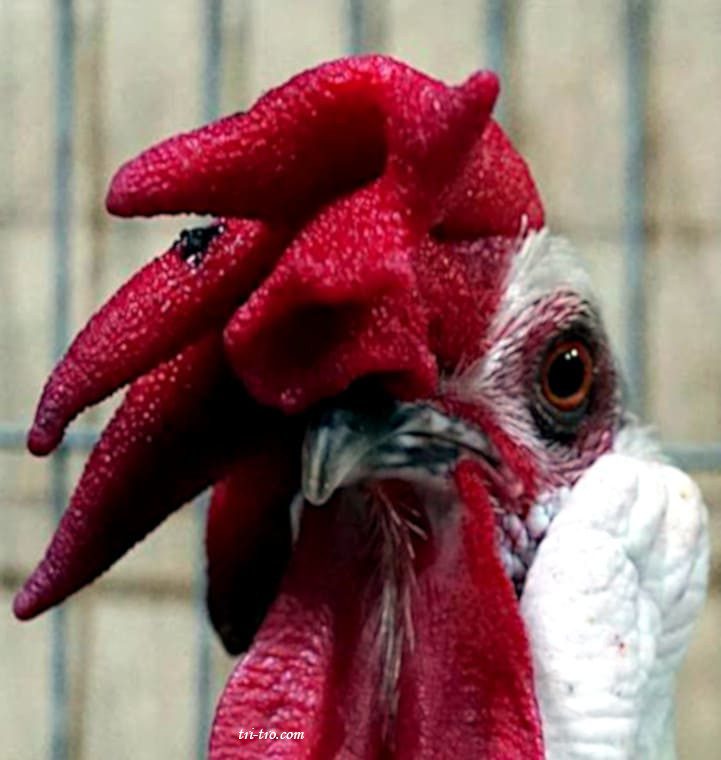 Gallina Castellana Negra: Tipos De Crestas, Peines En Gallos
