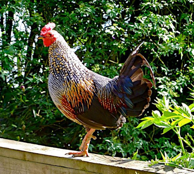 Gallina Castellana Negra: Gallus Sonneratii