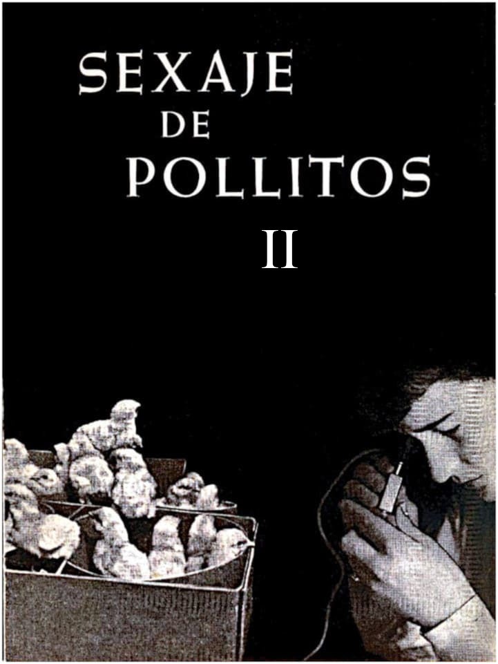 Sexaje de pollitos 2 parte - Gallina Castellana negra: