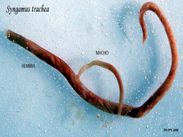 Gallina Castellana Negra: Syngamus Trachea