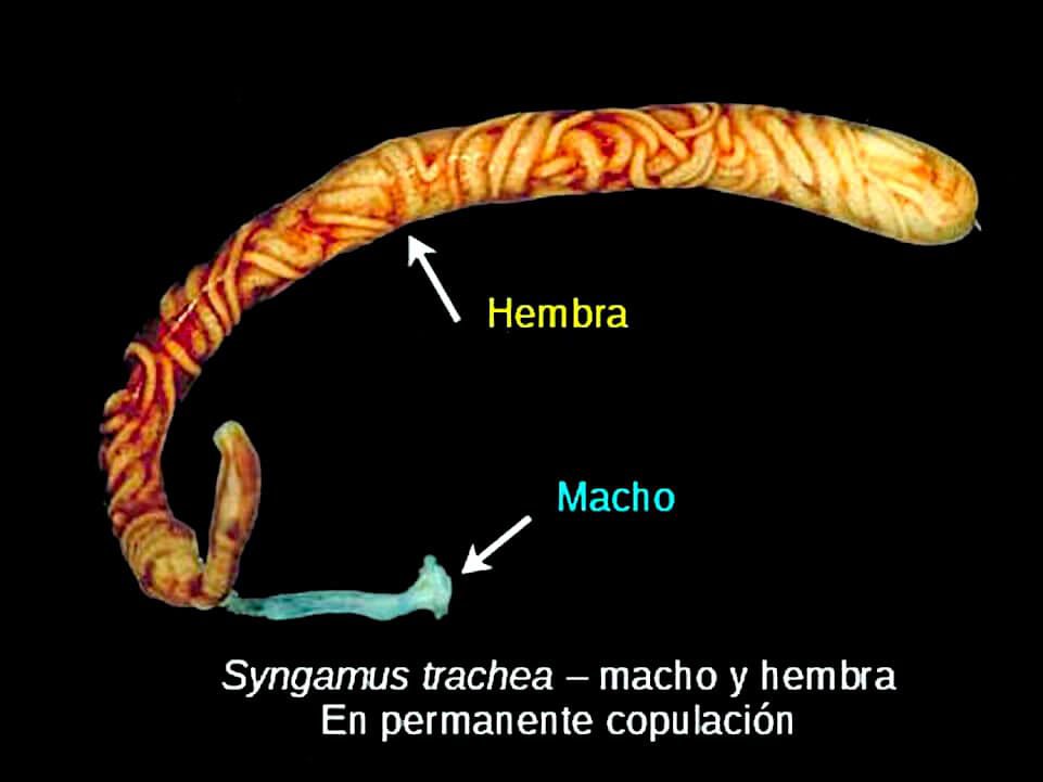 Gallina Castellana Negra: Syngamus Trachea