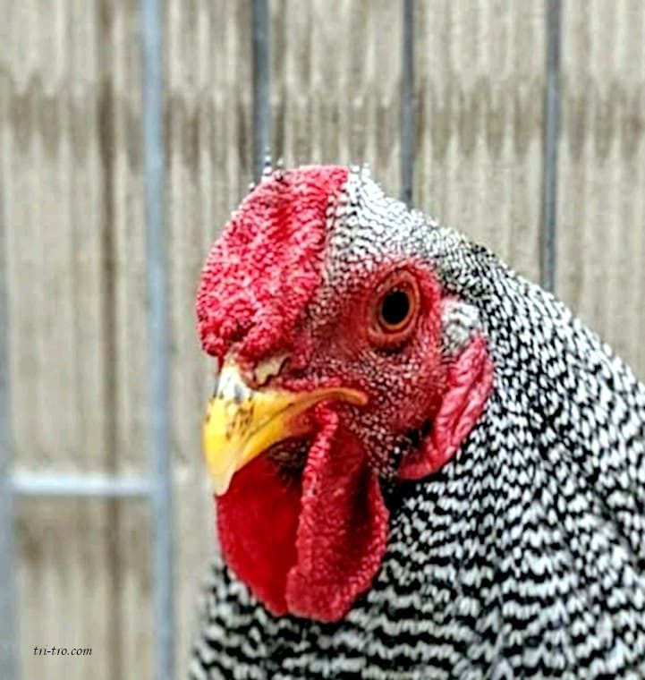 Gallina Castellana Negra: Tipos De Crestas, Peines En Gallos