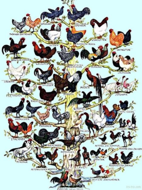 Gallina Castellana Negra: Ancestros De La Avicultura Española
